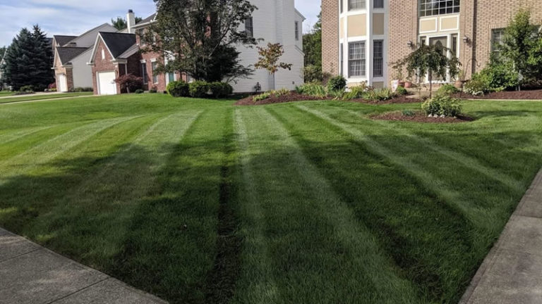 How To Have The Most Beautiful Lawn On Your Street
